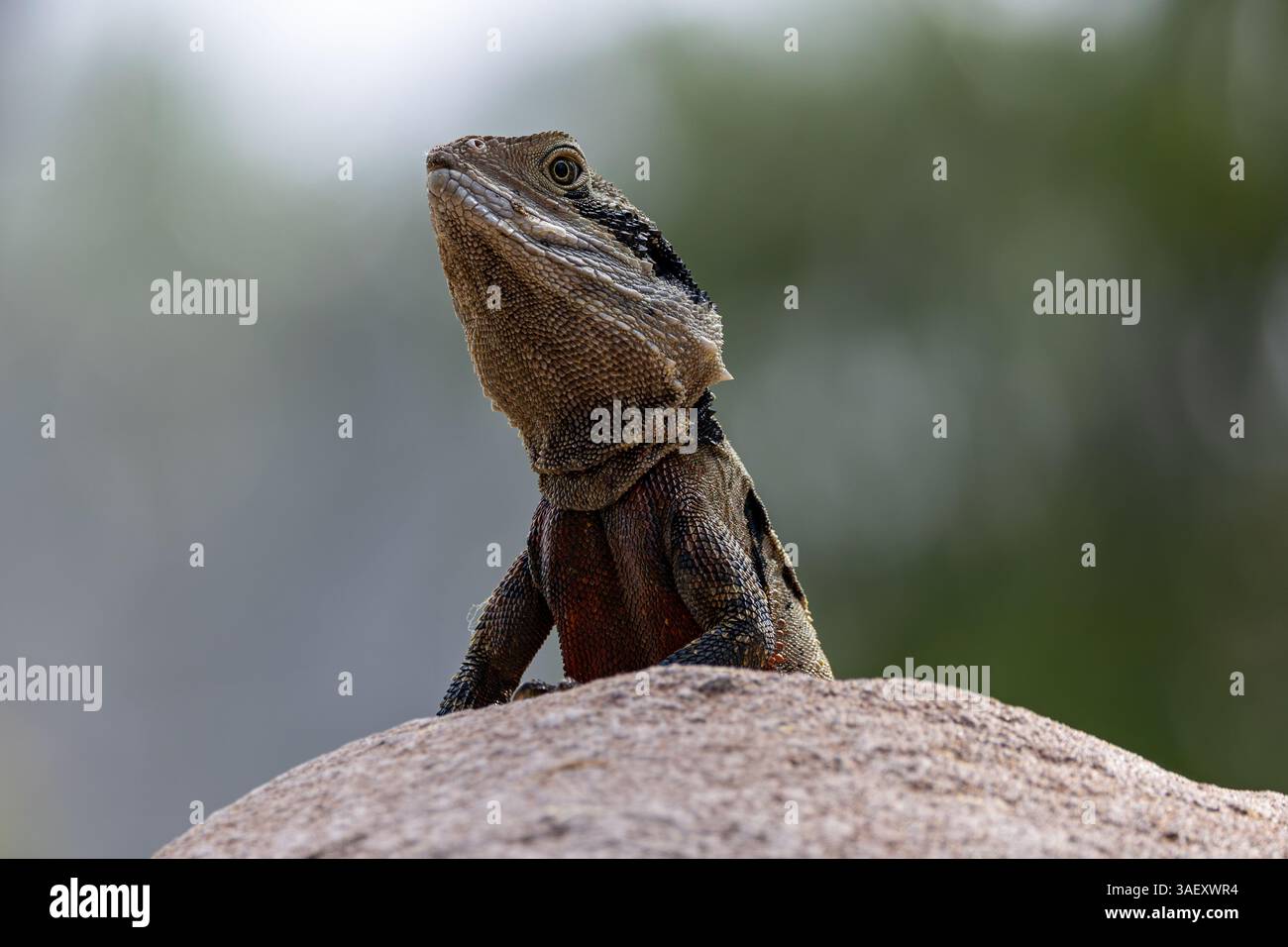 Adult Australian Water Dragon Lizard sunbathing Stock Photo - Alamy