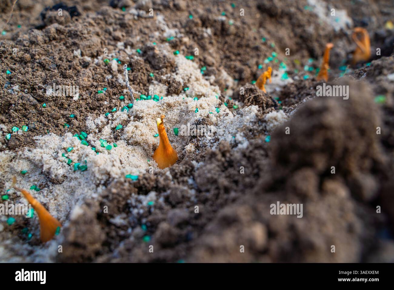 Onion seeds planted in garden soil with pest control additive and sand ...