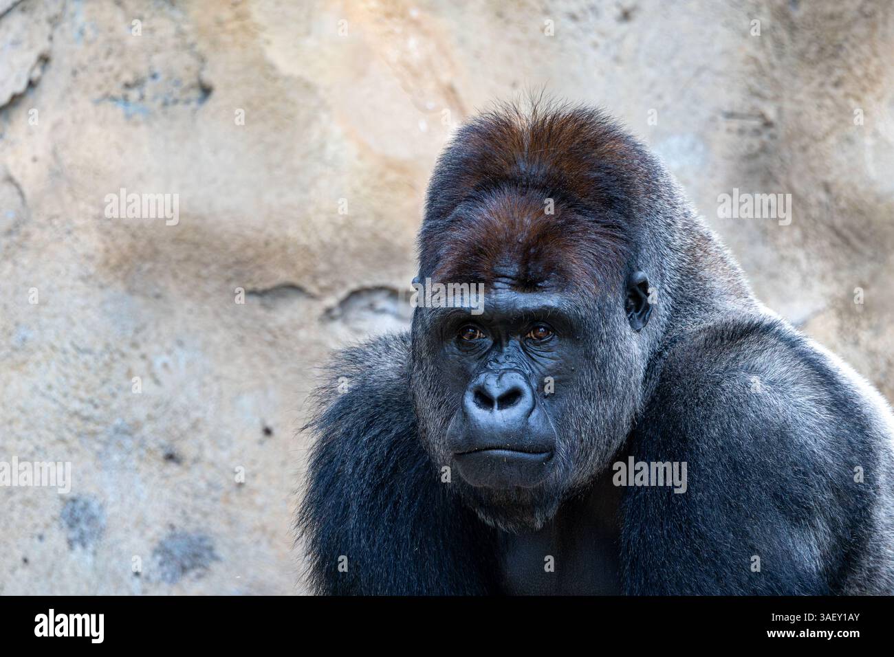 Adult Gorilla leader, known as silverback in contemplation Stock Photo ...