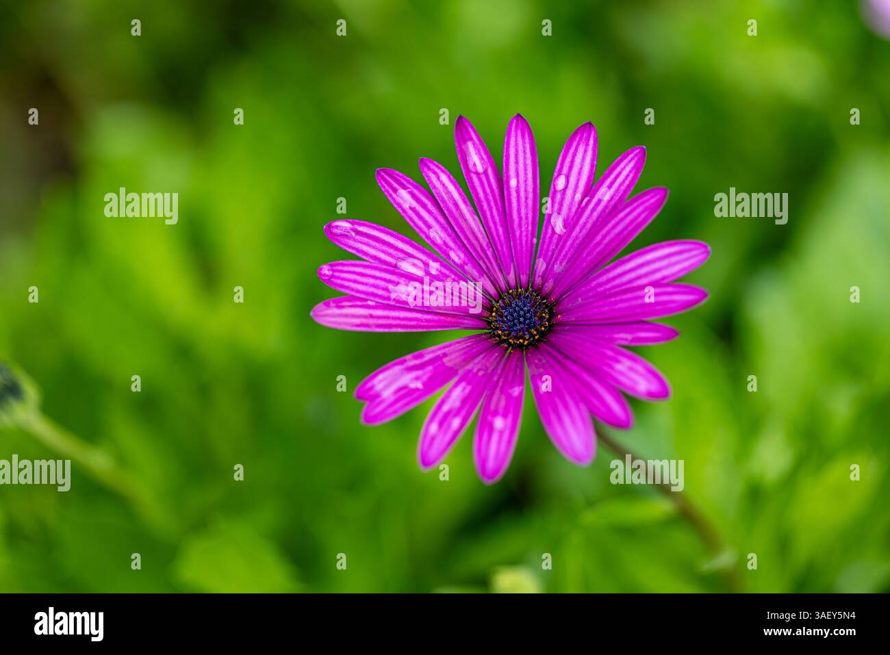 Pretty rain drenched Daisy in bloom at our garden Stock Photo - Alamy