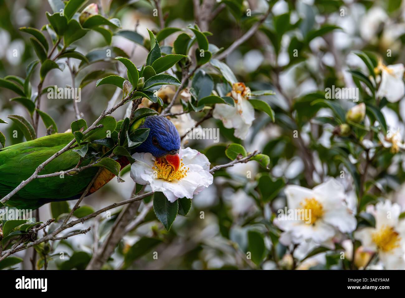 Adult nectar plants hi-res stock photography and images - Alamy