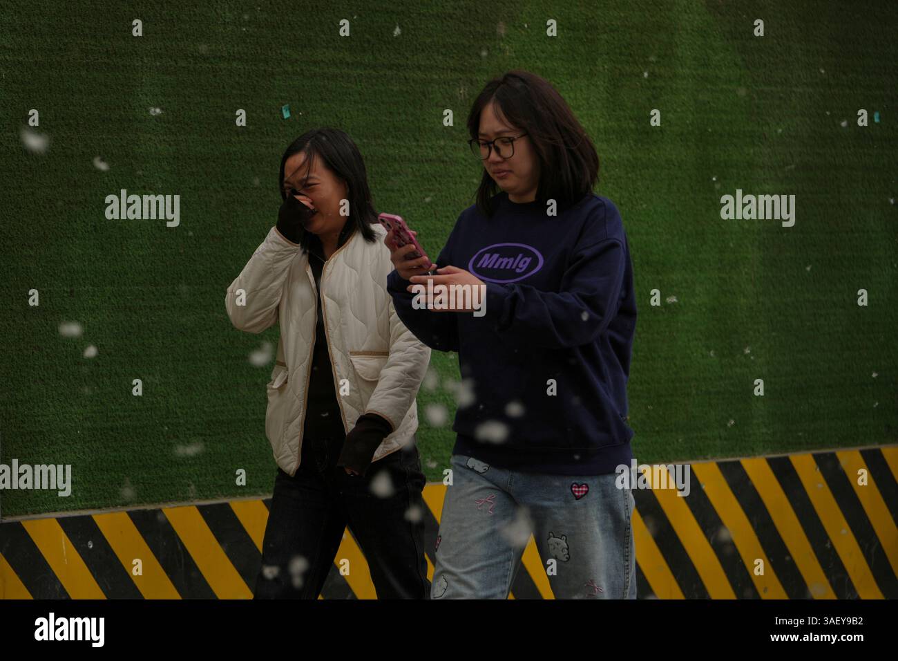 Women react as they walk through flying catkins, the blossoms of female ...