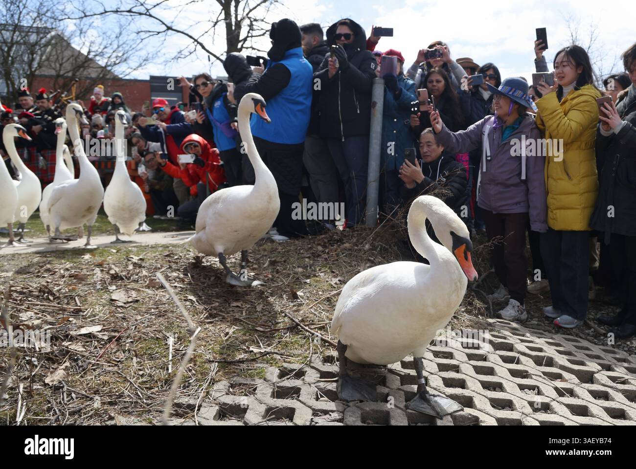 Cursed swans hi-res stock photography and images - Alamy