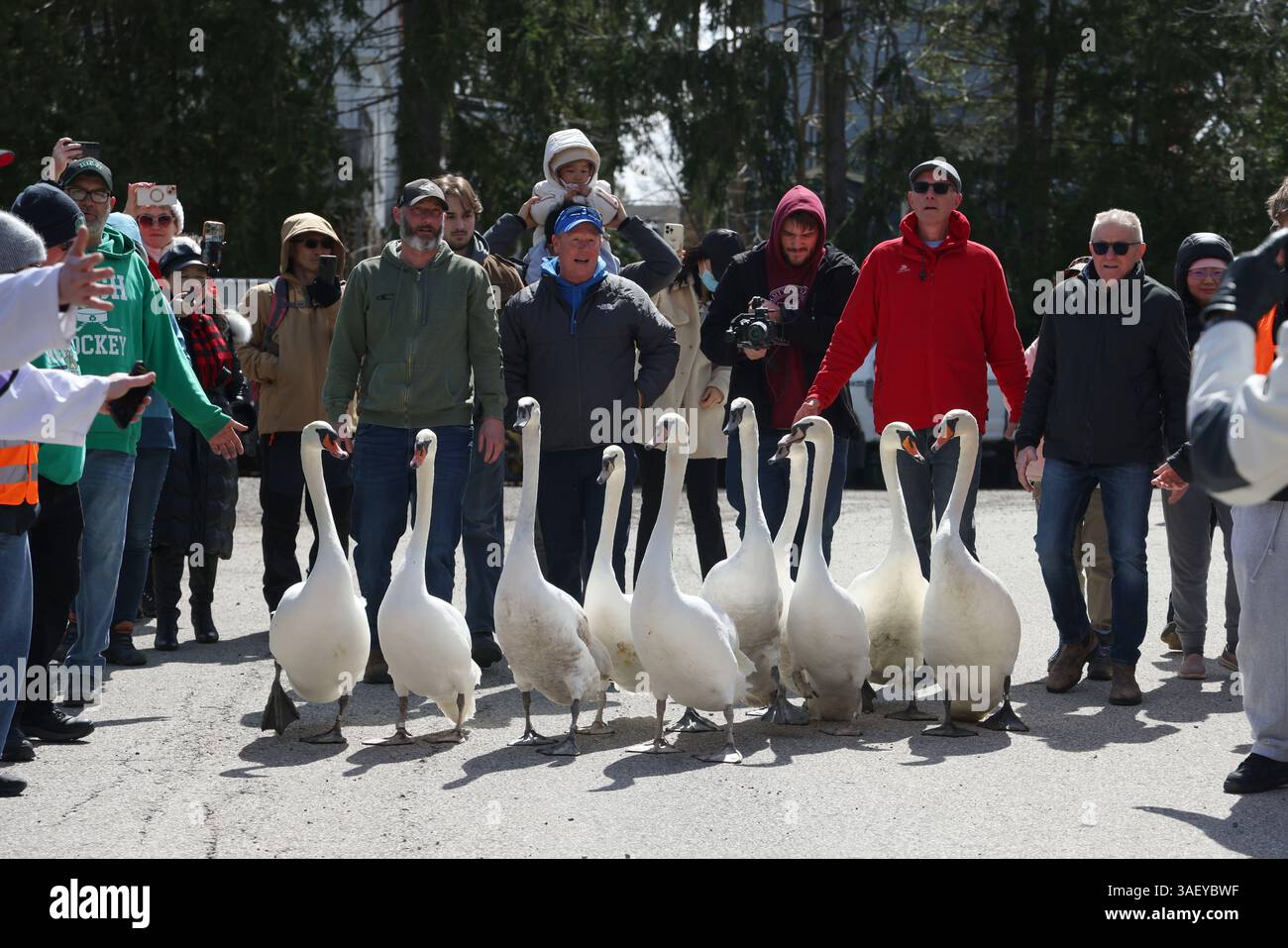 Cursed swans hi-res stock photography and images - Alamy
