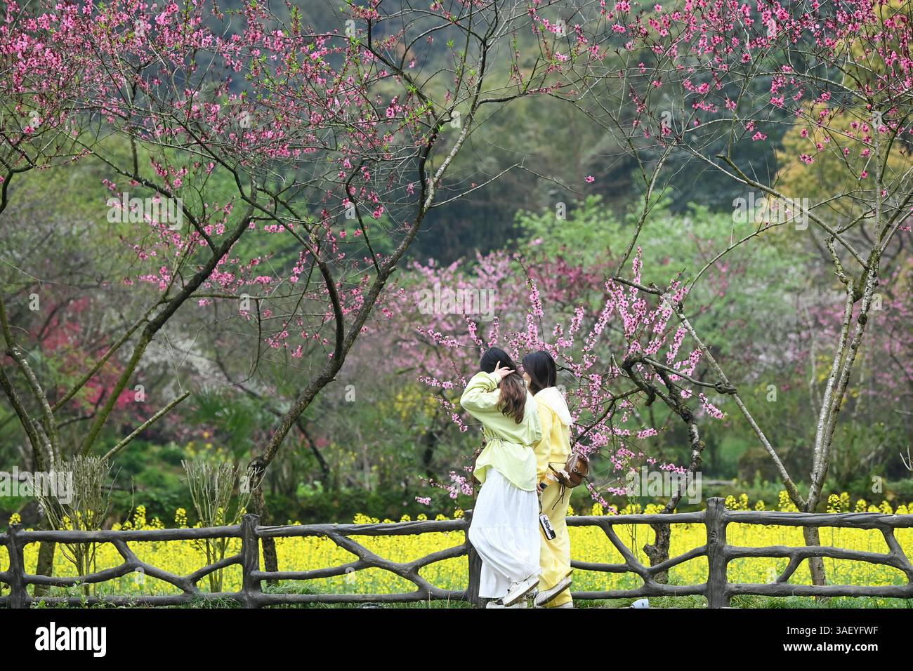 Tourists admire spring flowers in Chongqing, China, 4 April, 2025 Stock ...