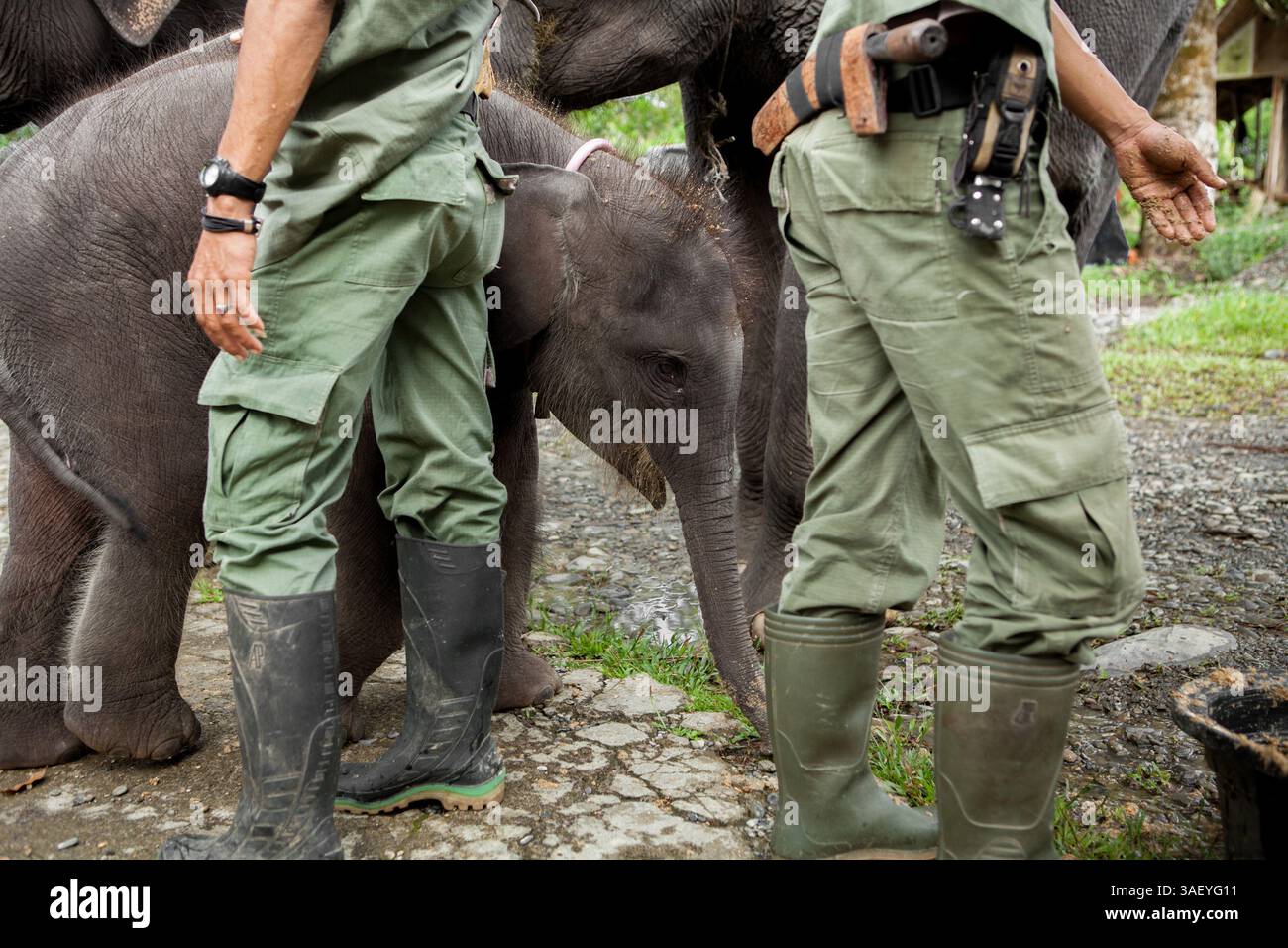 Oct 25, 2012 - Sumatra, Indonesia - Baby elephant walks between ...