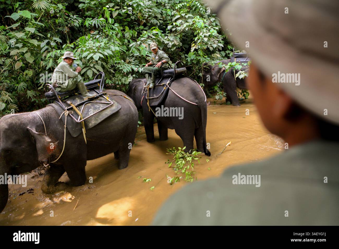 Oct 25, 2012 - Sumatra, Indonesia - Elephant patrol in resting station ...
