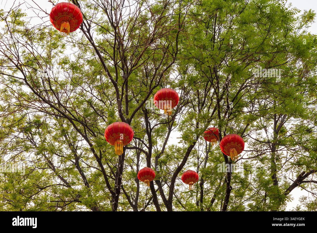 Red lanterns on tree hi-res stock photography and images - Alamy
