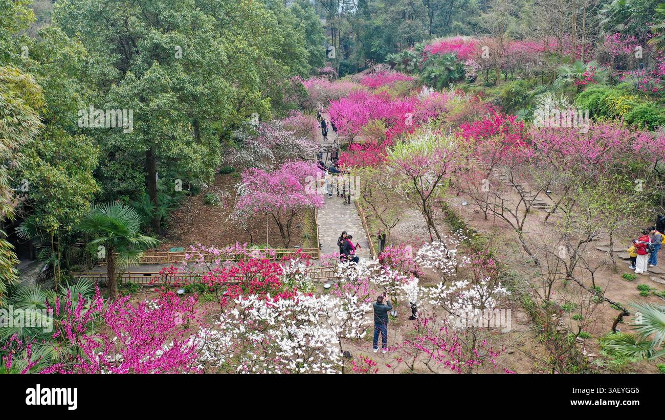 Tourists admire spring flowers in Chongqing, China, 4 April, 2025 Stock ...