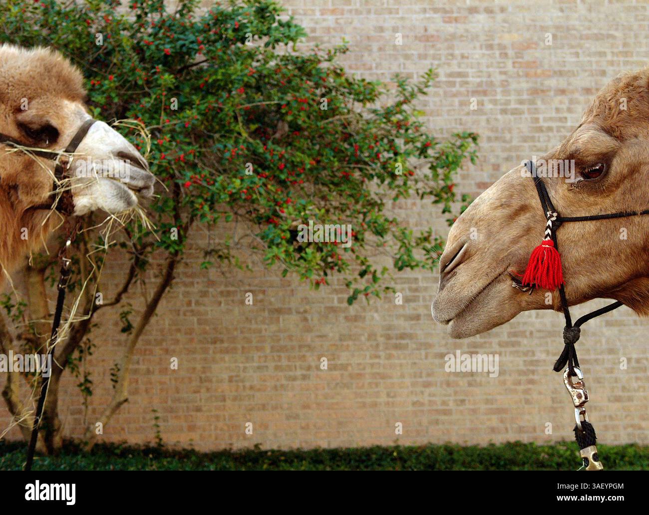 Camel corps texas hi-res stock photography and images - Alamy