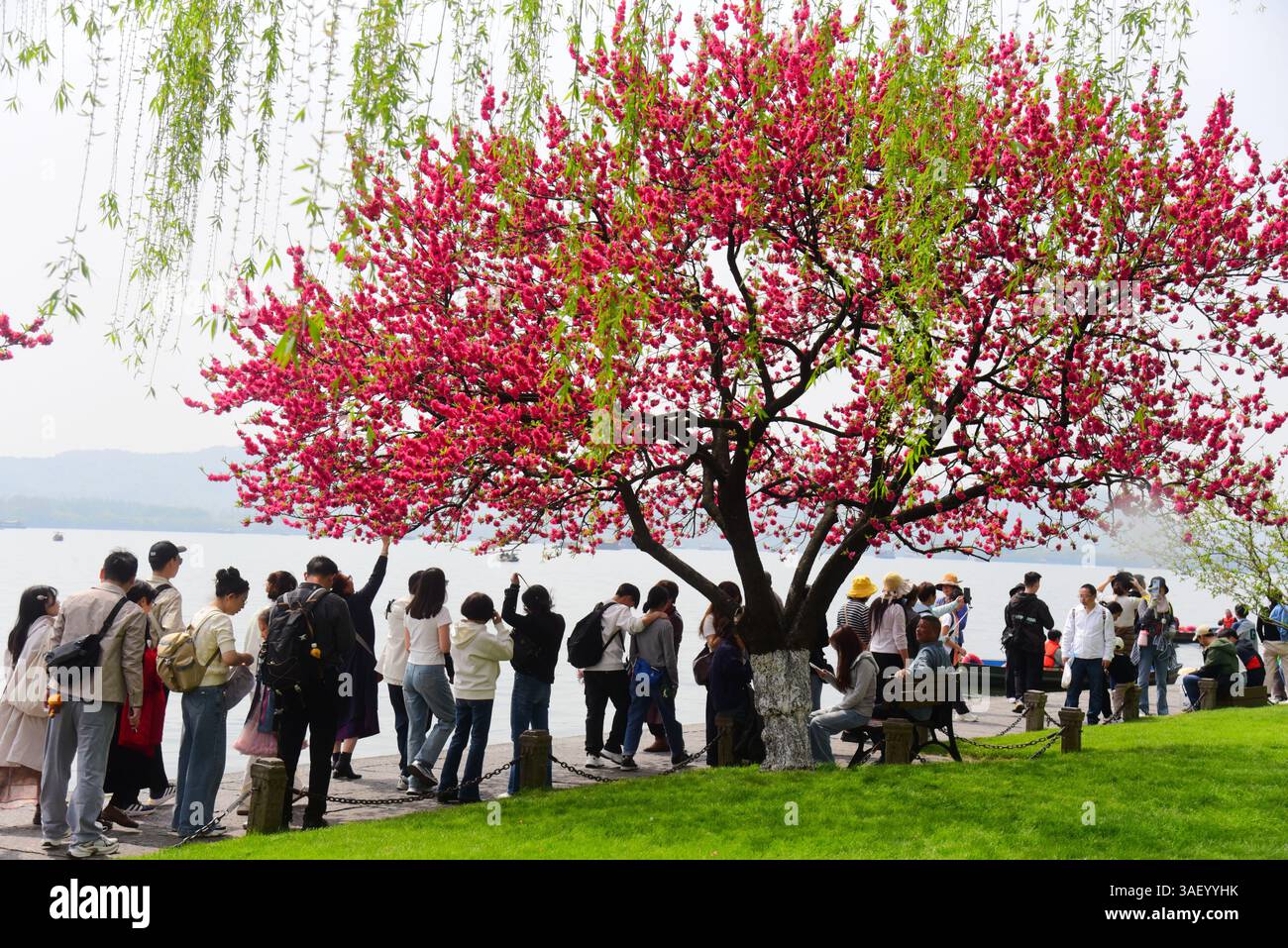 Tourists admire spring scenery at the West Lake scenic area in Hangzhou ...