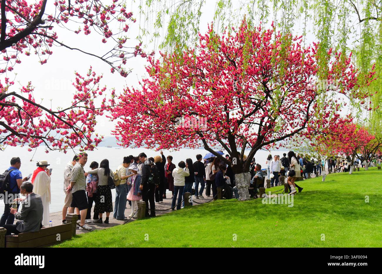 Tourists admire spring scenery at the West Lake scenic area in Hangzhou ...