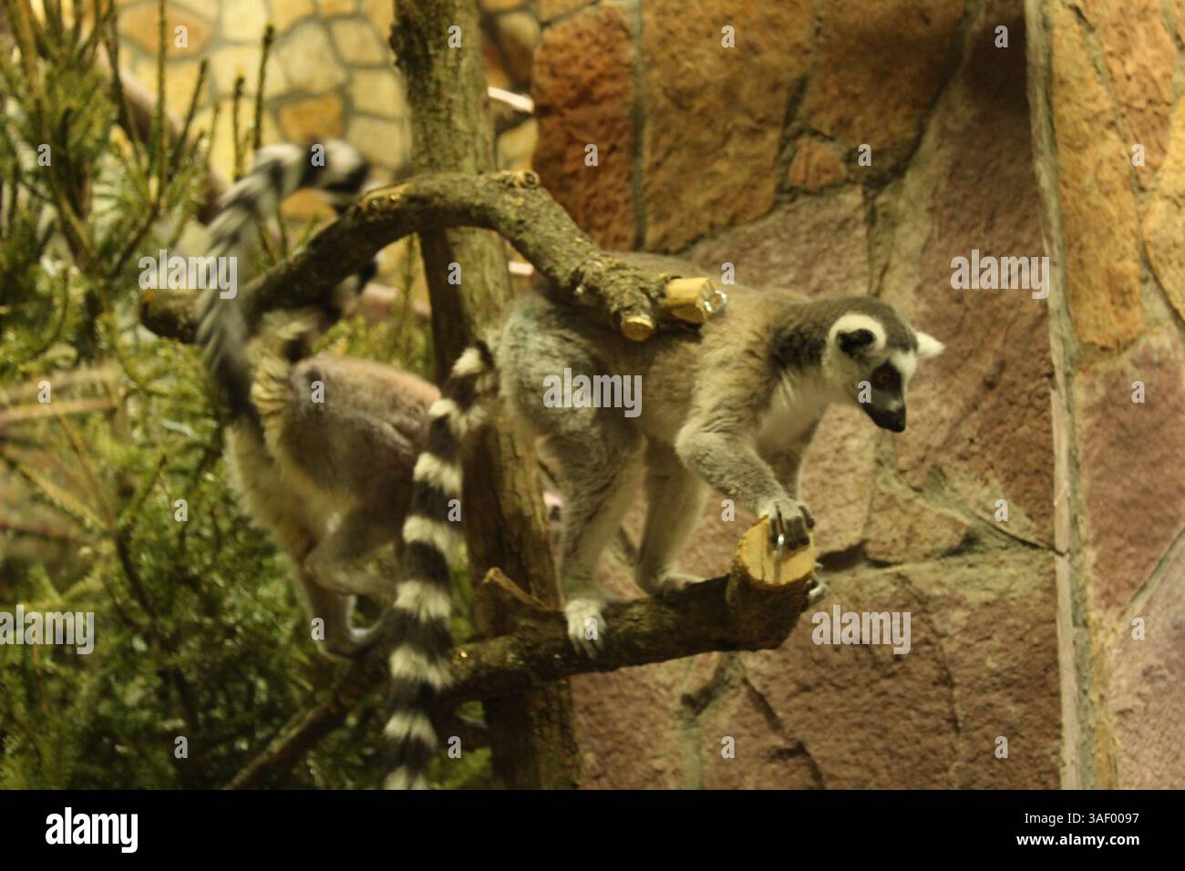 A lemur climbs branches in an enclosure at the zoo at a height Stock ...