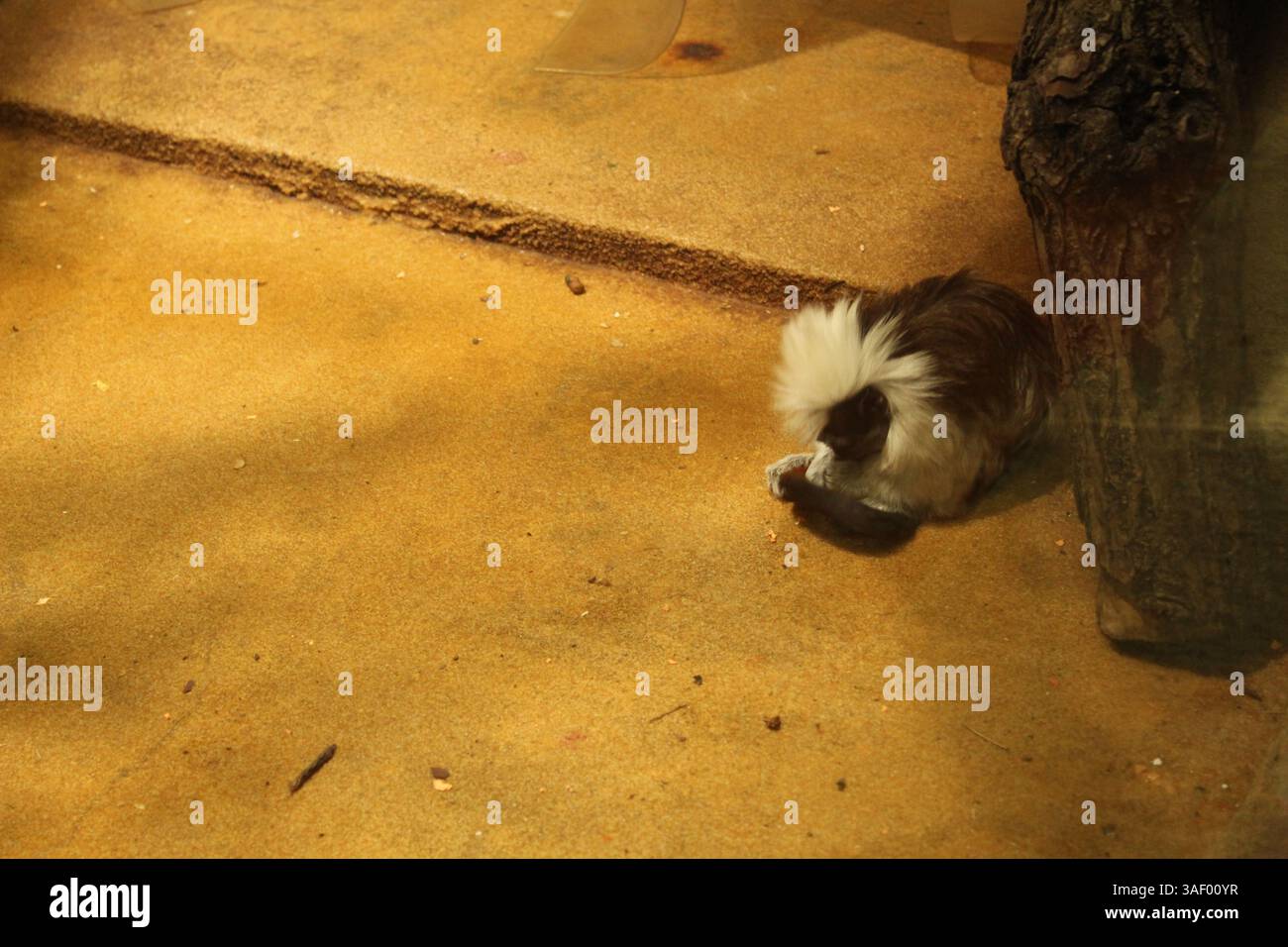 A small bearded monkey of the Tamarin breed sits on the ground. Monkey ...