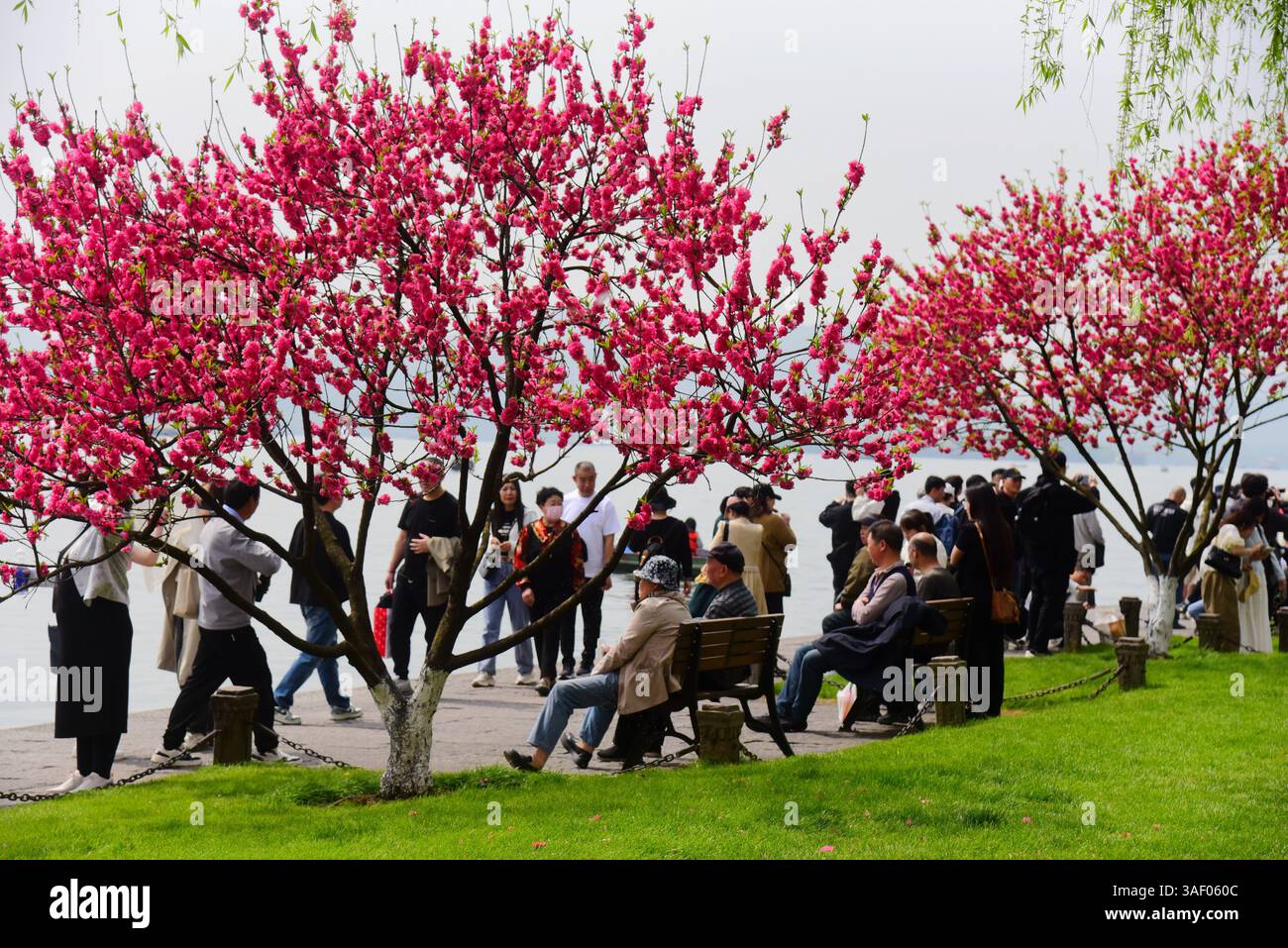 Tourists admire spring scenery at the West Lake scenic area in Hangzhou ...