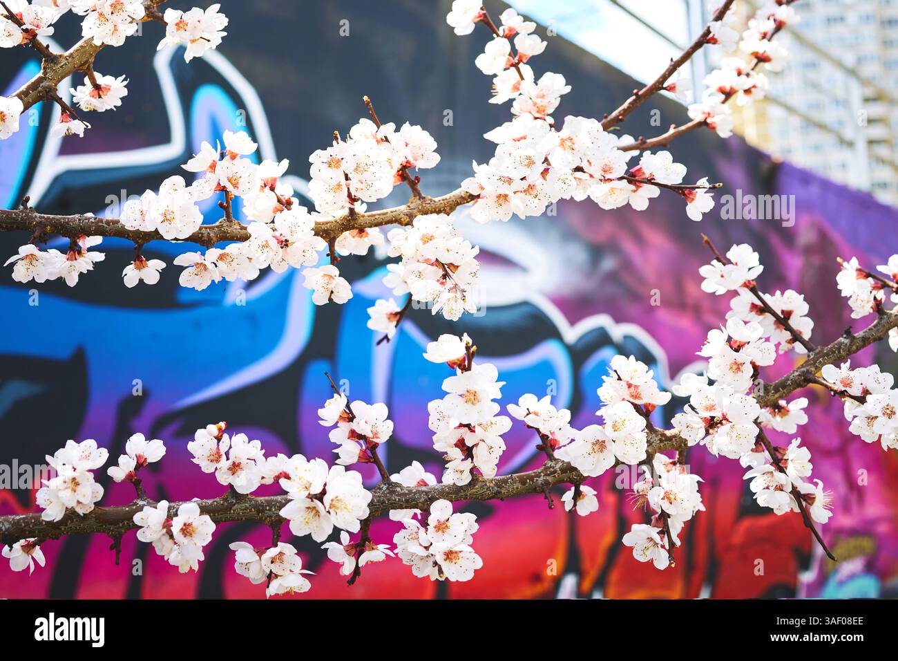 Cherry Blossom Against Vibrant Urban Graffiti Wall in 90s Street Art ...