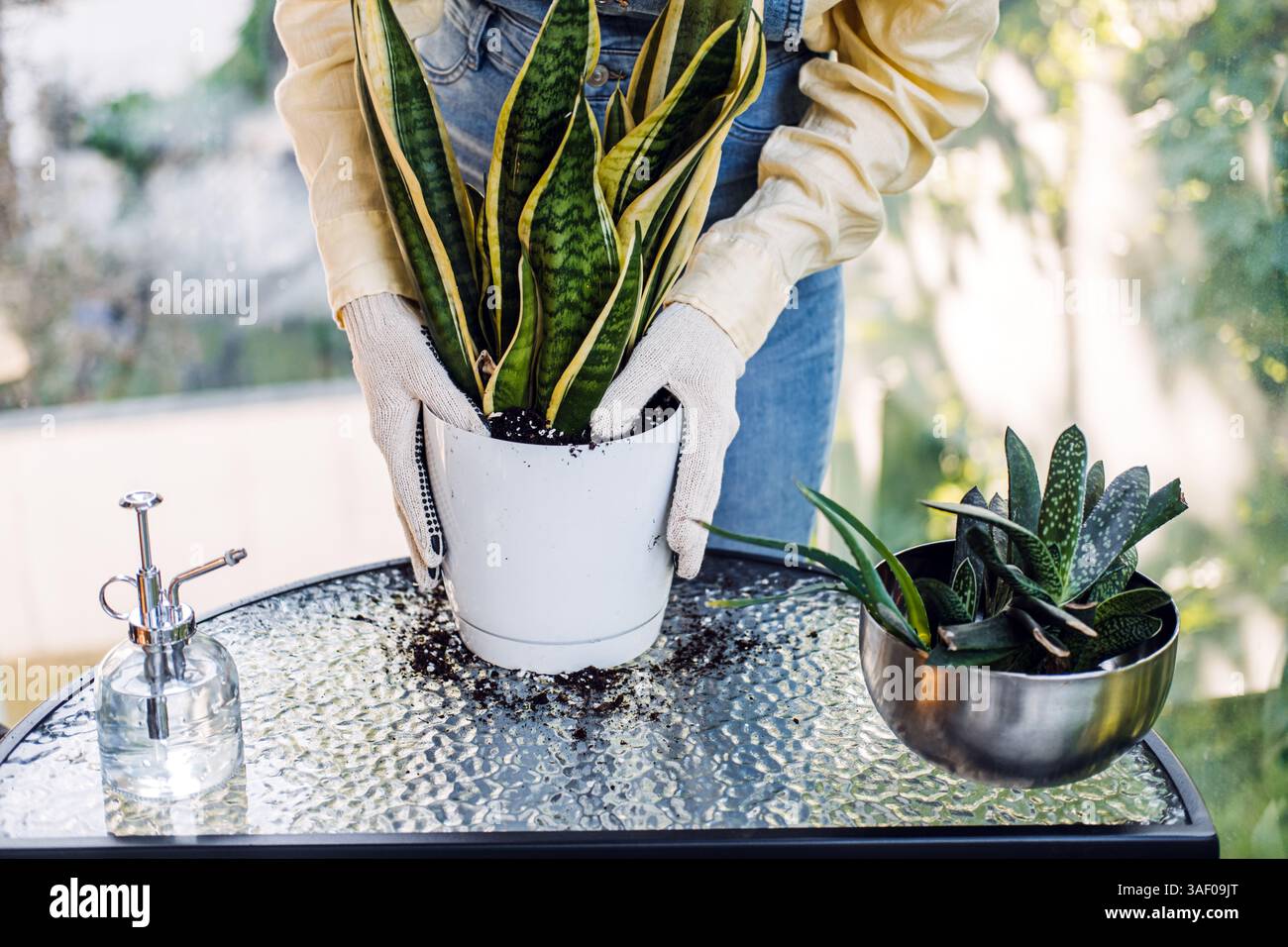 Close-up of woman using a small trowel to add soil while repotting a ...