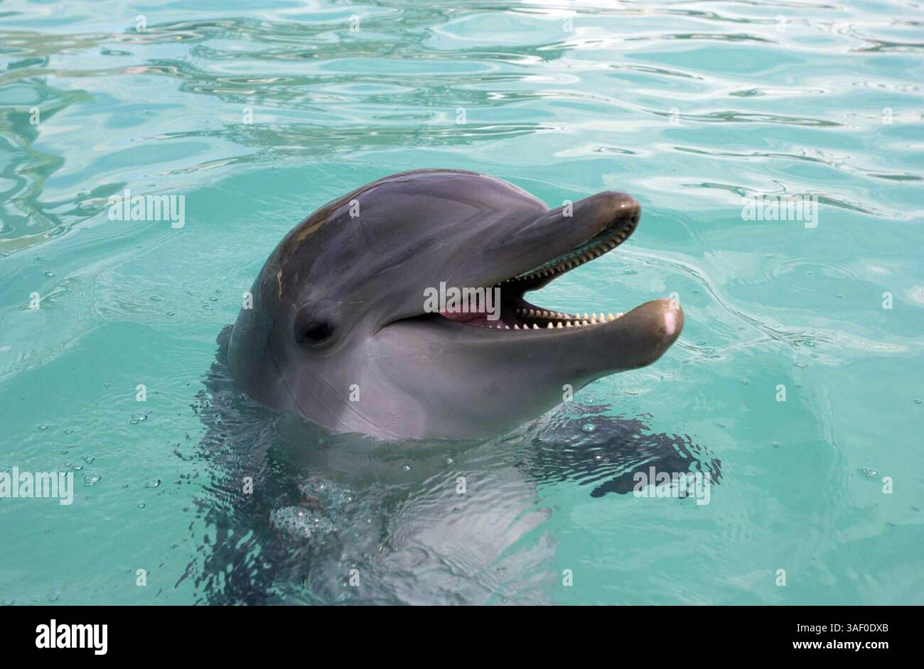 May 12, 2005; Vallejo, CA, USA; An Atlantic bottlenose dolphin pokes ...