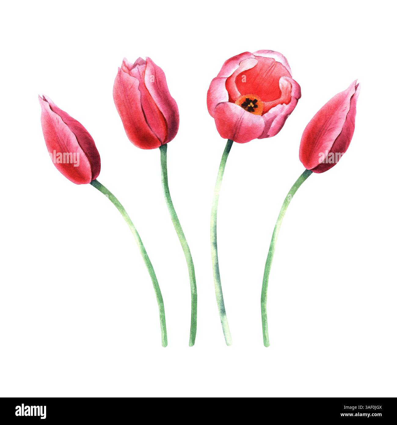 A set of pink tulips blooms. Hand drawn botanical watercolor ...