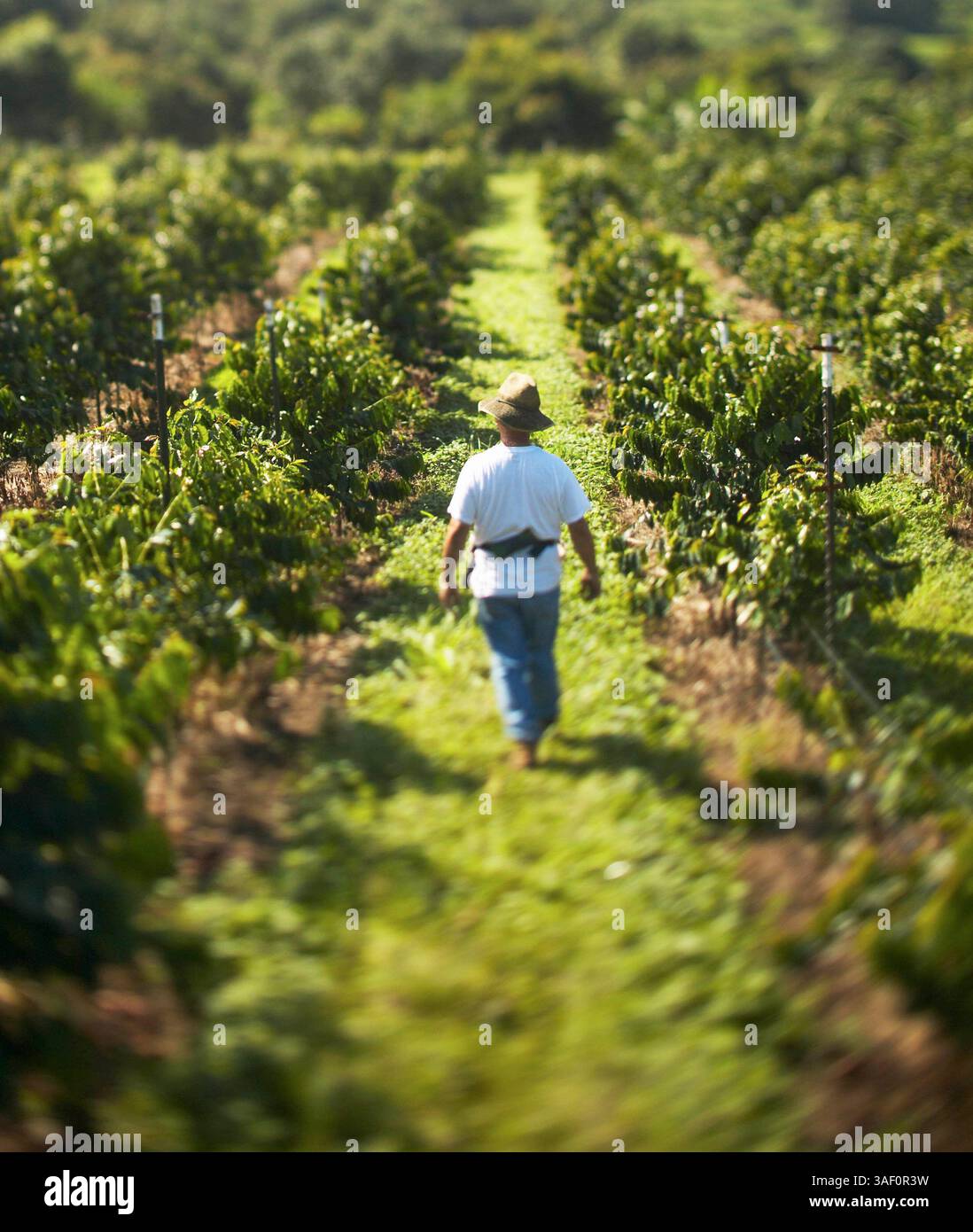 Feb 14, 2005; Kona, HI, USA; All phases of Coffee Production on the ...