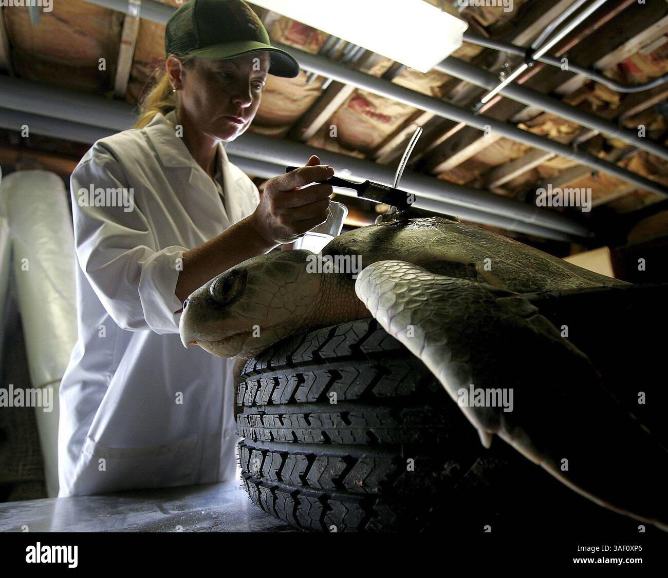 Apr 29, 2005; Padre Island, TX, USA; Division of Sea Turtle Science and ...