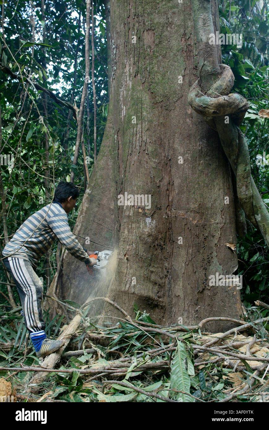 Jun 20, 2002; Baram, Sarawak, MALAYSIA; A log grappler from the ...