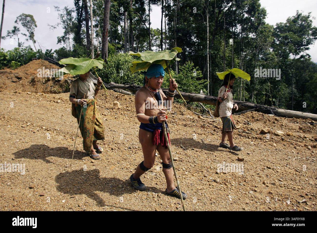 Jun 13, 2002; Sarawak, MALAYSIA; Nomadic Penan use large leaves to ...