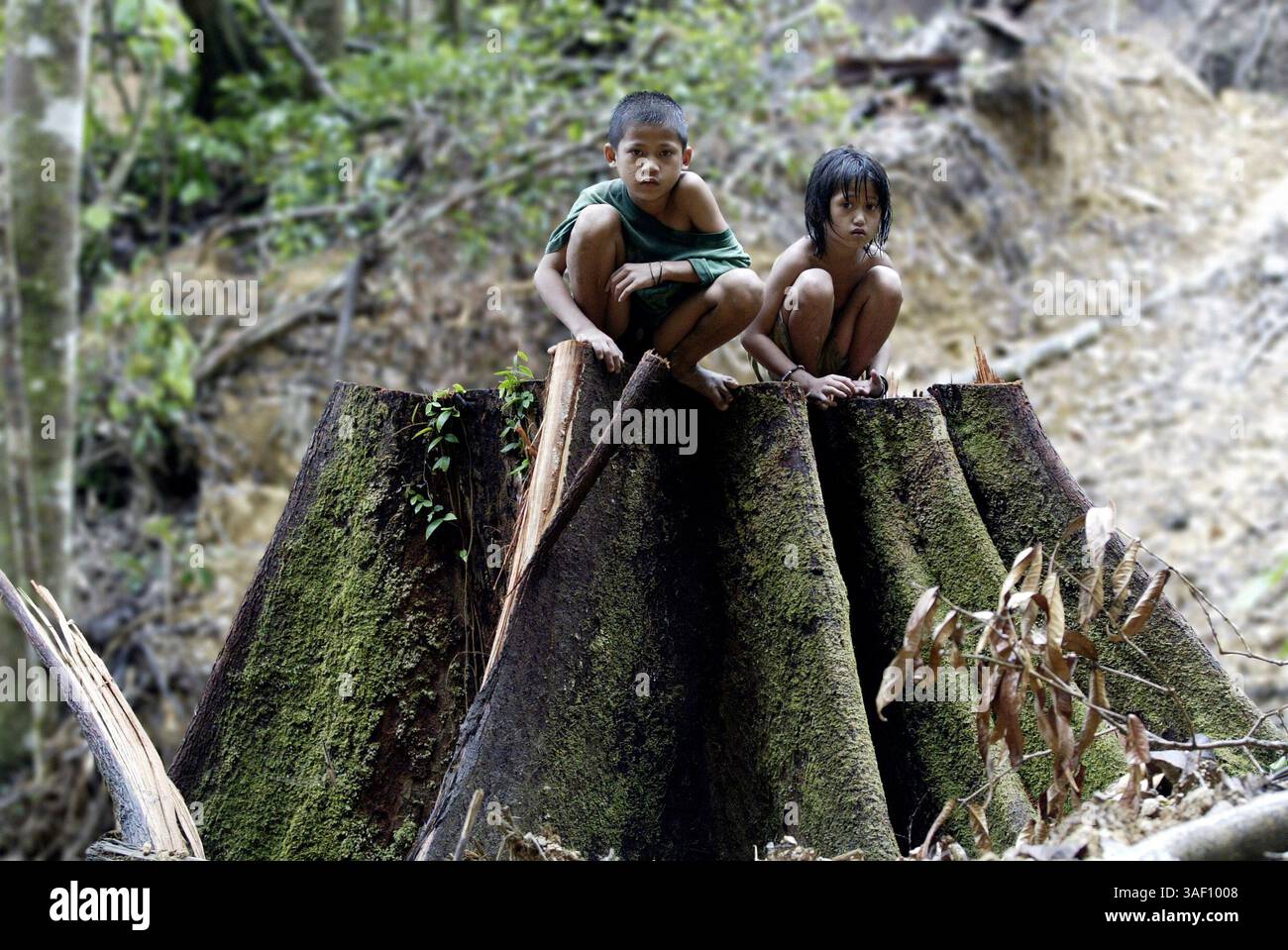 Jun 13, 2002; Sarawak, Malaysia; Nomadic Penan children examine a tree ...