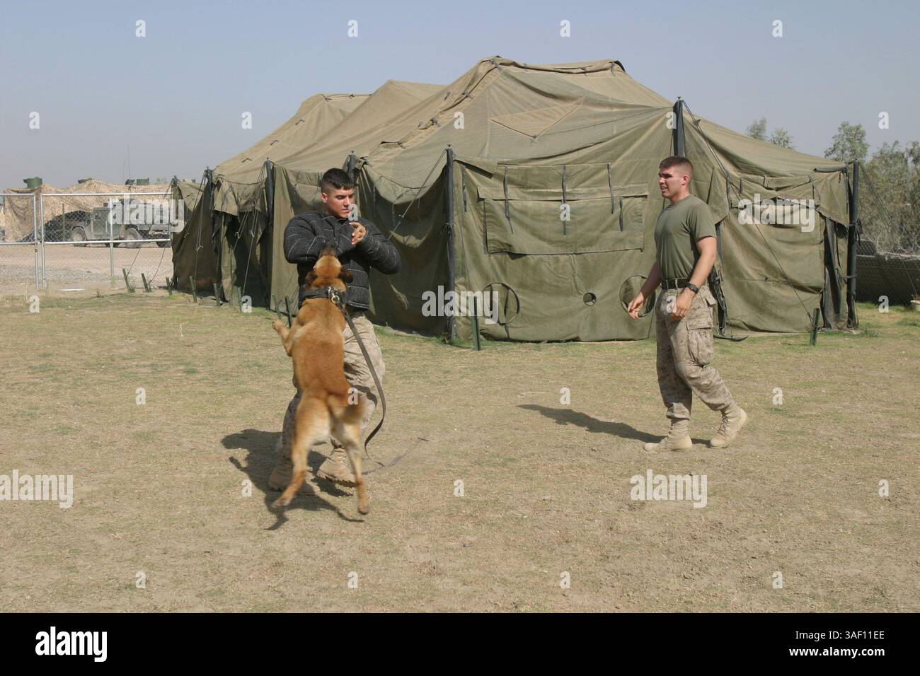 Apr 25, 2005; Camp Fallujah, Iraq; Military working dogs have been ...