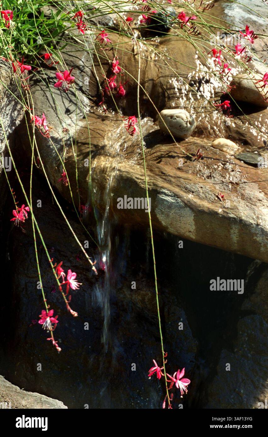 This is the waterfall and pond in the Carmichael backyard of Dewey and ...