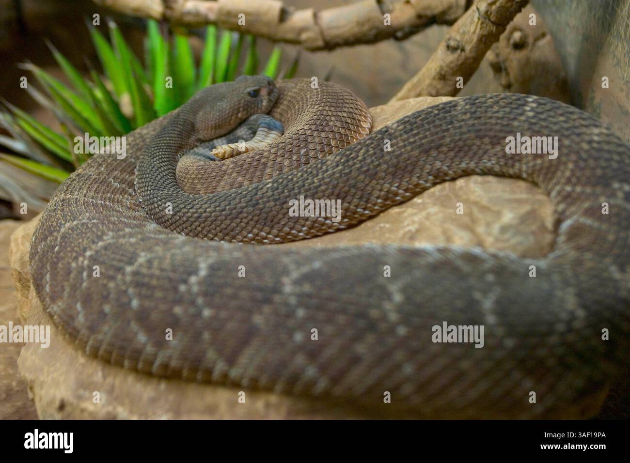 Jul 24, 2005; San Diego, CA, USA; The Southwestern Speckled Rattlesnake ...