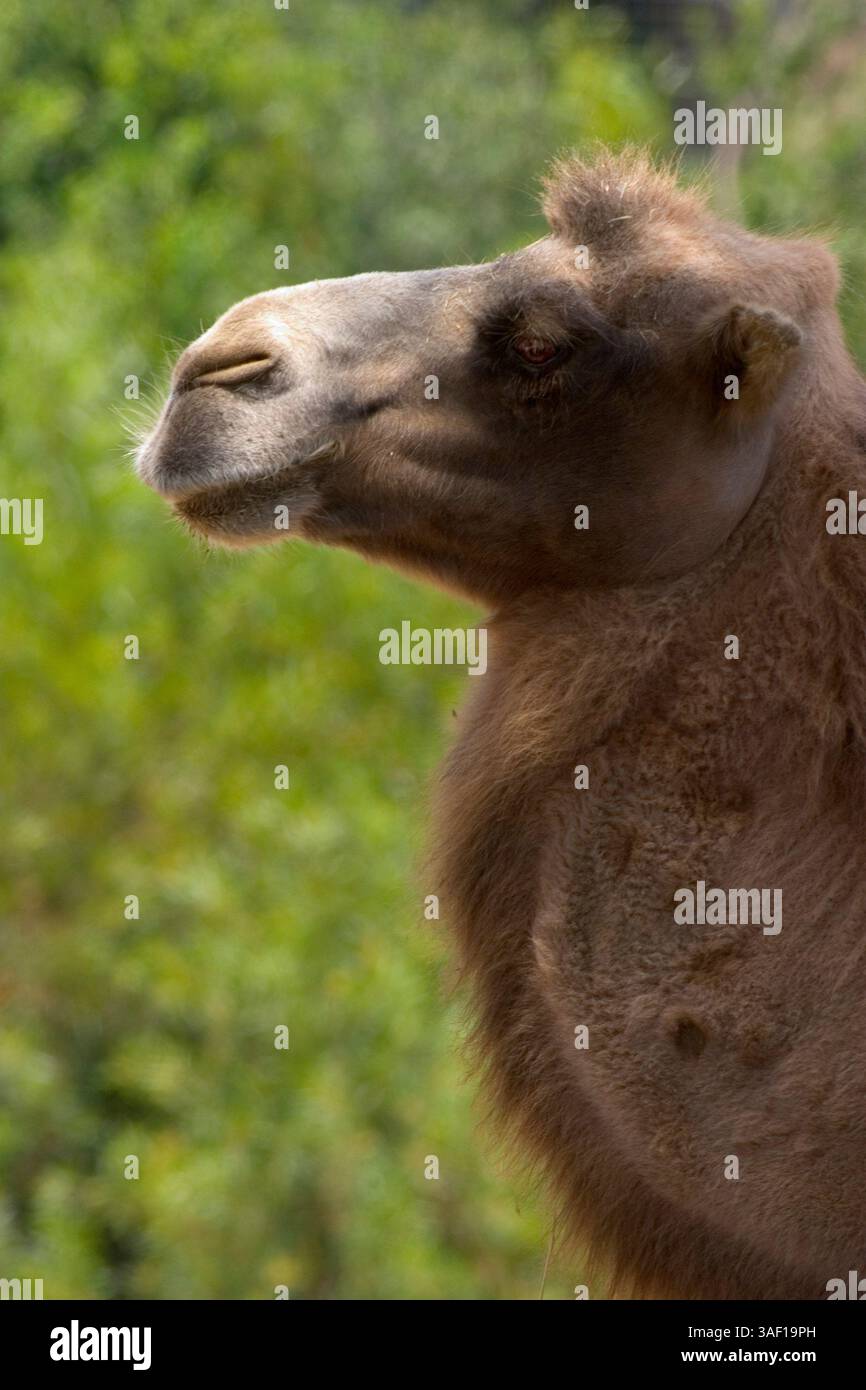 Jul 24, 2005; San Diego, CA, USA; A camel is either of the two species ...