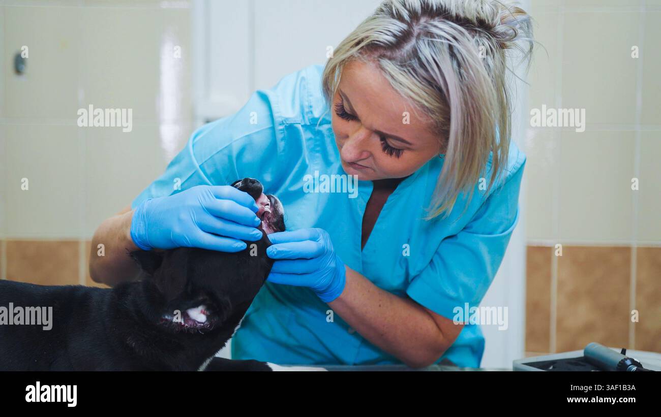 Doctor veterinarian examines the jaws of a dog in a clinic Stock Photo ...
