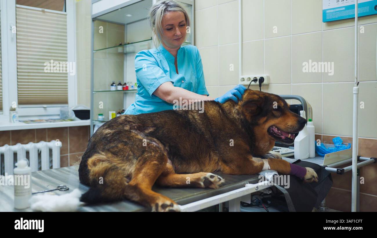 Yard village dog examined by a vet clinic doctor Stock Photo - Alamy