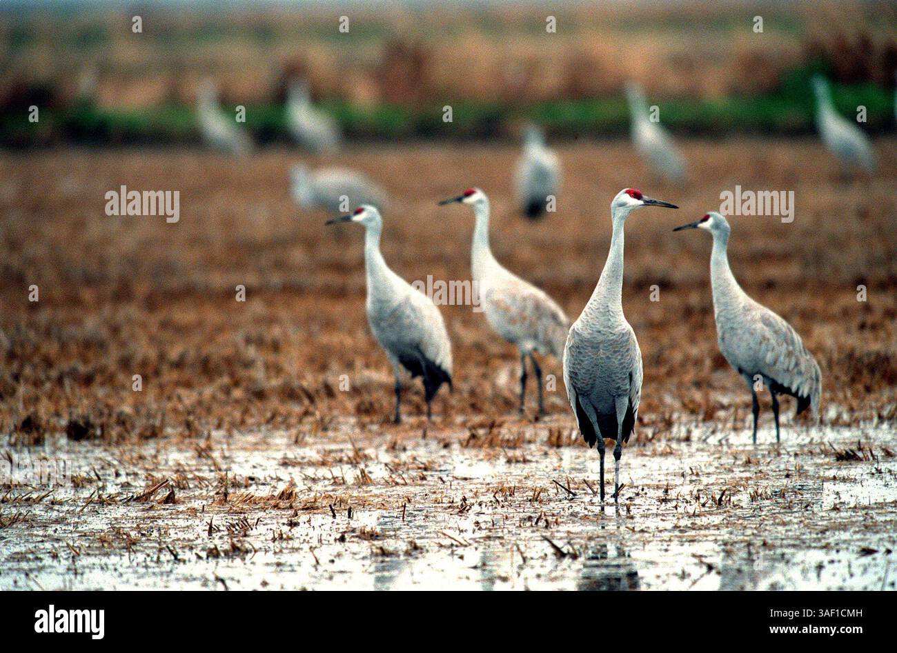 Nancy vogel hi-res stock photography and images - Alamy