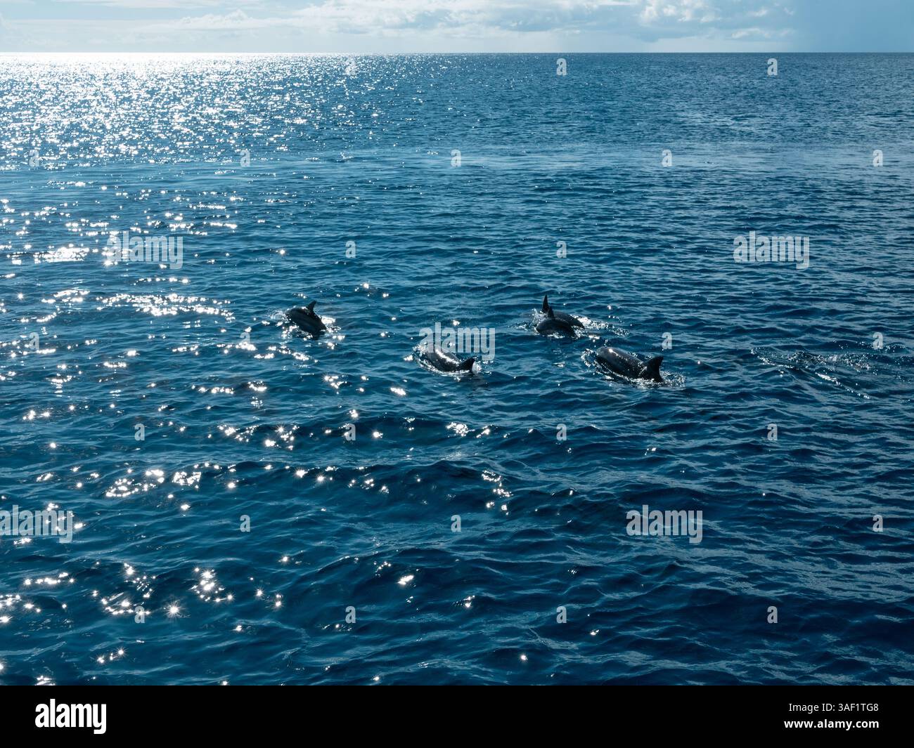 Dolphins Swimming in the Pacific Ocean off Guam Stock Photo - Alamy