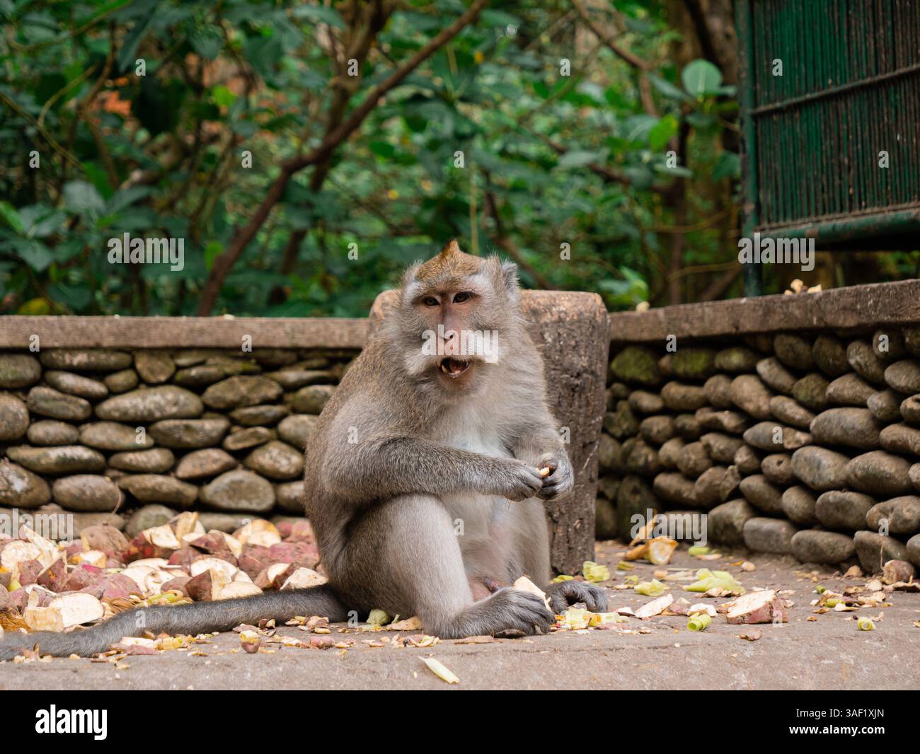 Monkey Eating Sweet Potato in Ubud Monkey Forest, Bali Stock Photo - Alamy