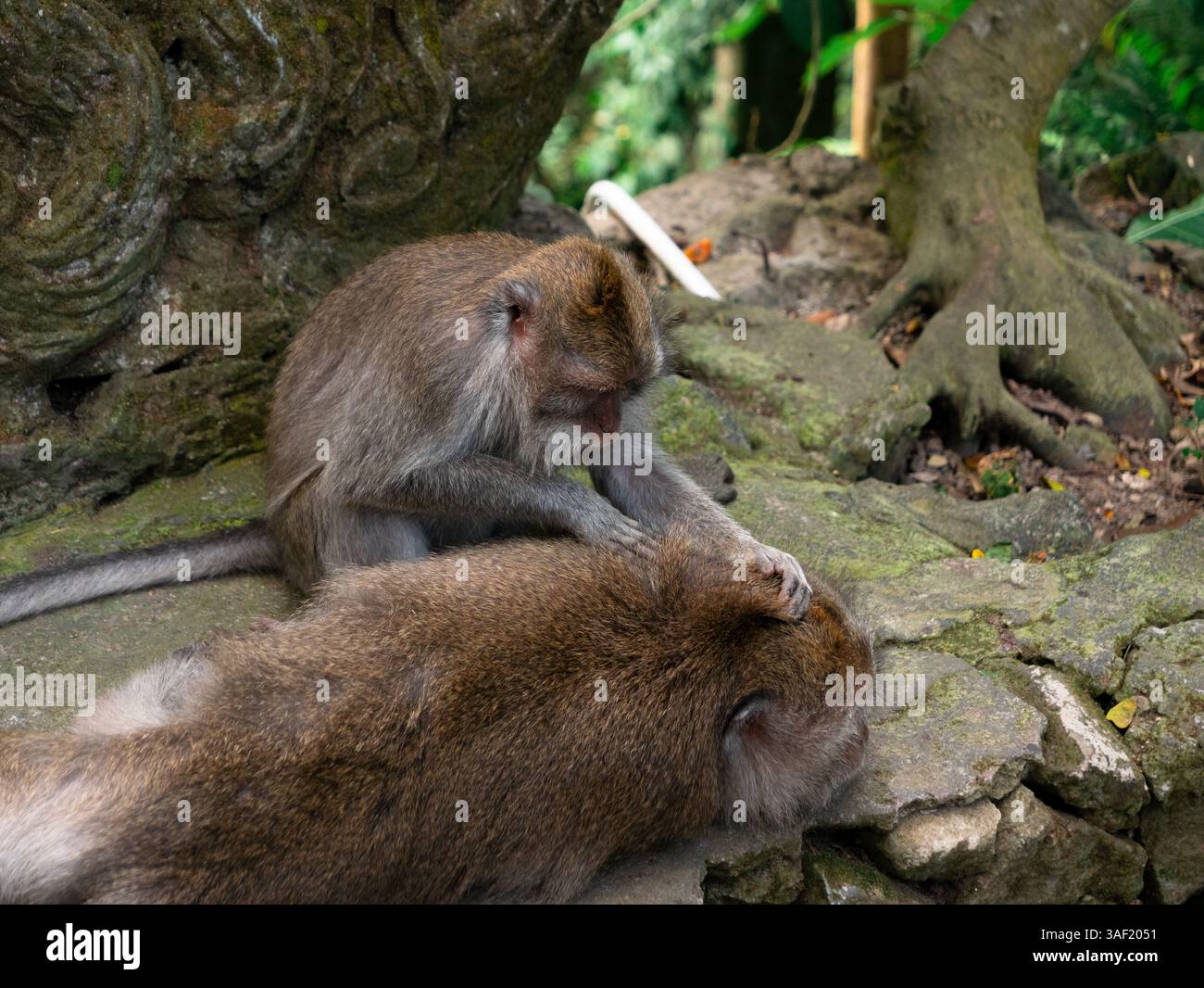 Long-tailed Macaques Grooming on Rock in Ubud Monkey Forest, Bali Stock ...