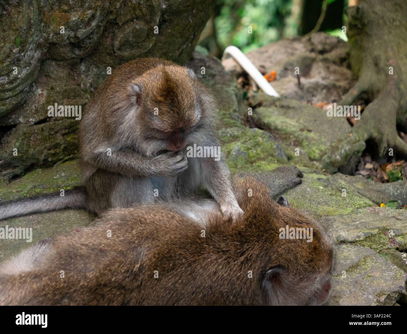 Long-tailed Macaques Grooming on Rock in Ubud Monkey Forest, Bali Stock ...