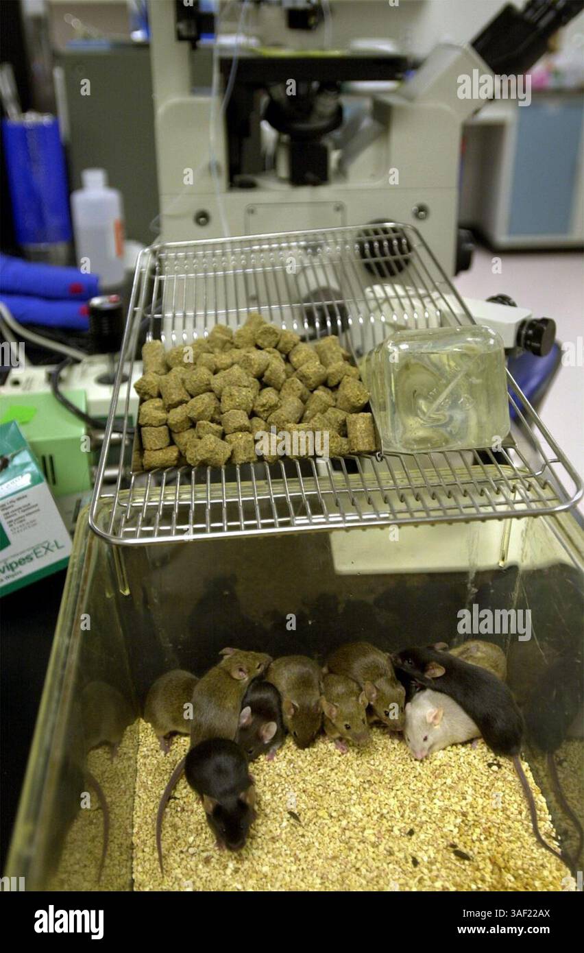 Xenomouse hi-res stock photography and images - Alamy