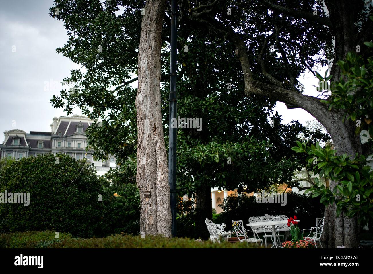 The Andrew Jackson Commemorative Southern Magnolia Tree is seen on the ...
