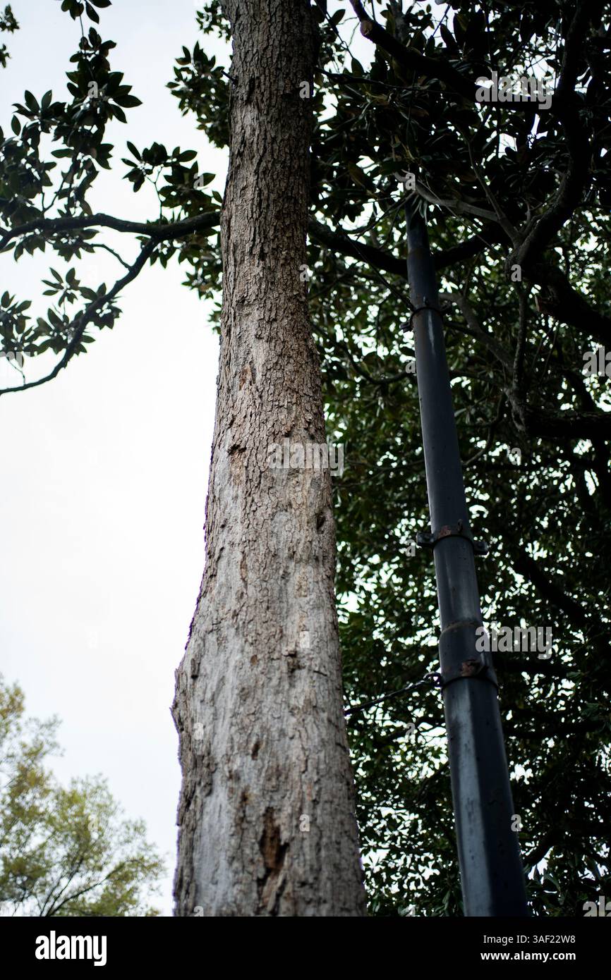 The Andrew Jackson Commemorative Southern Magnolia Tree is seen on the ...
