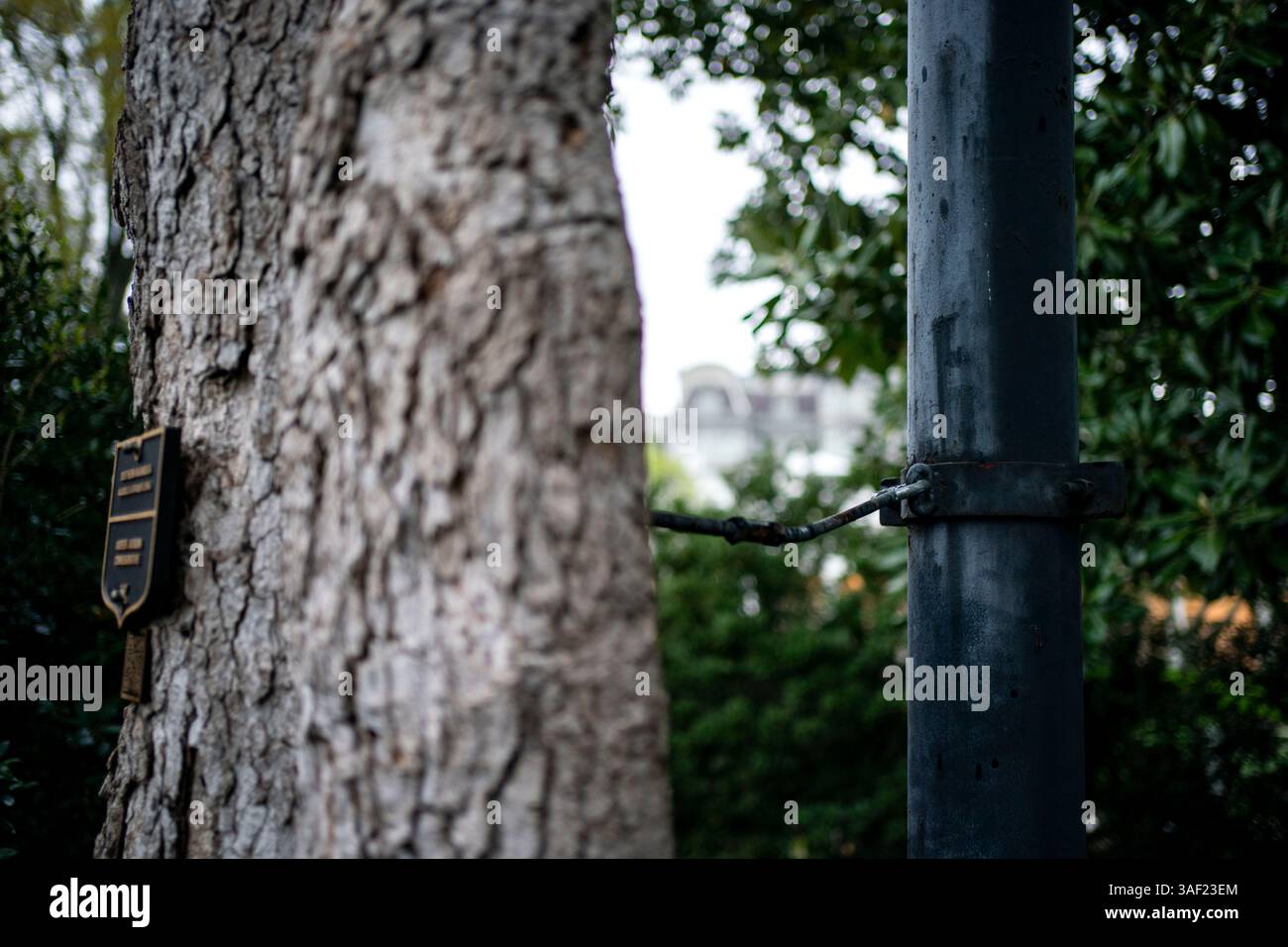 The Andrew Jackson Commemorative Southern Magnolia Tree is seen on the ...