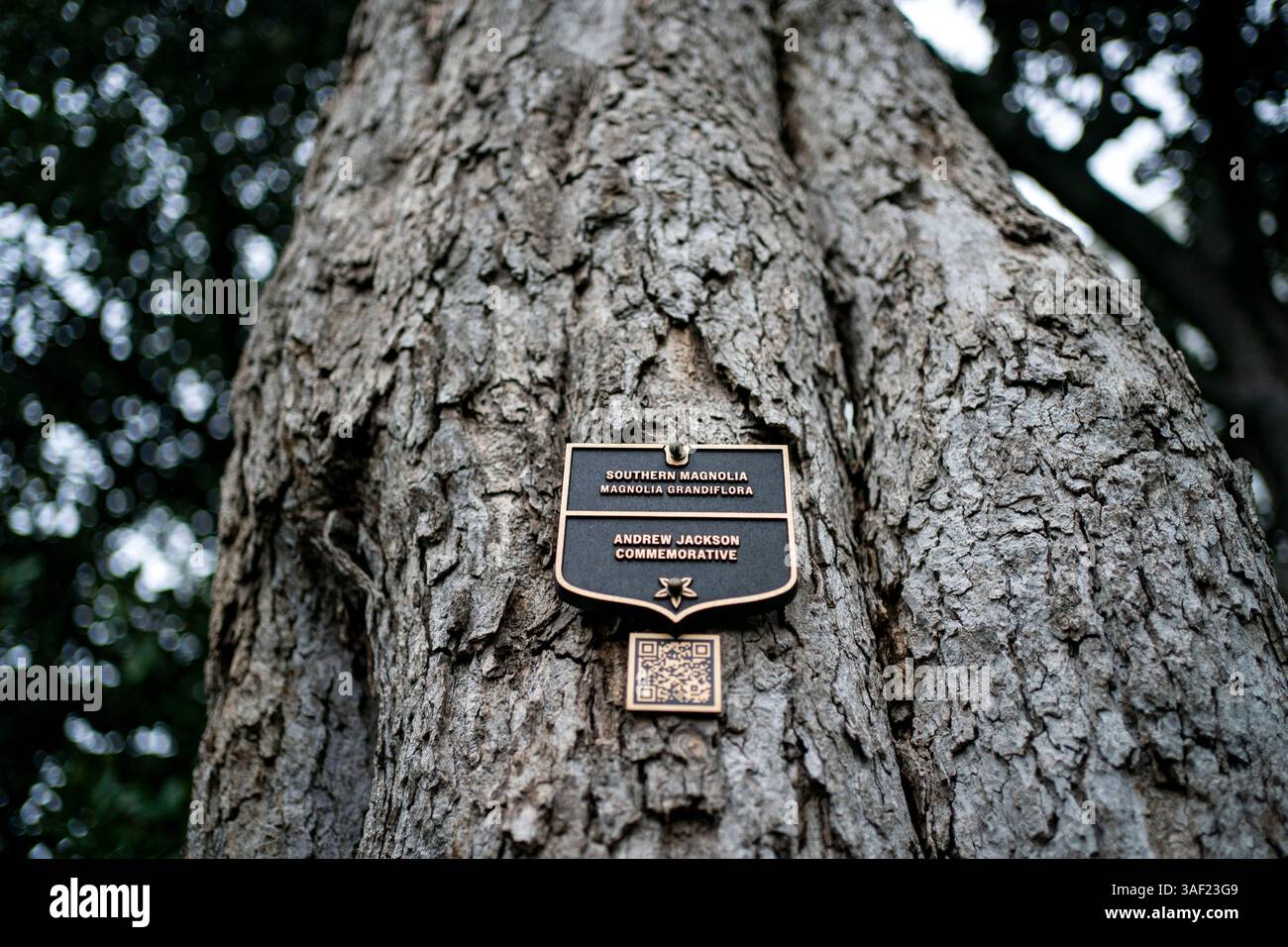The Andrew Jackson Commemorative Southern Magnolia Tree is seen on the ...
