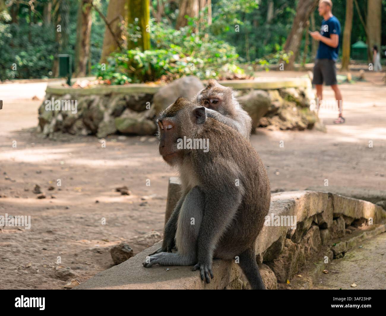 Long-tailed Macaques Grooming in Ubud Monkey Forest, Bali Stock Photo ...