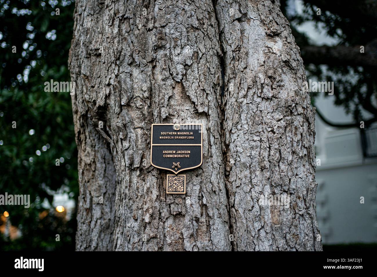 The Andrew Jackson Commemorative Southern Magnolia Tree is seen on the ...