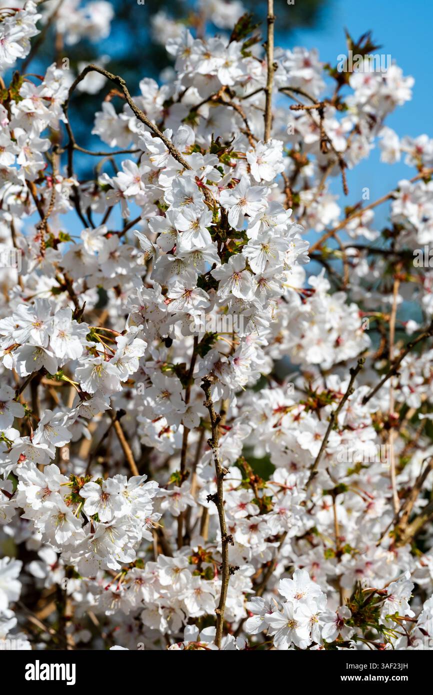 Prunus nipponica kurilensis 'Brilliant Stock Photo - Alamy