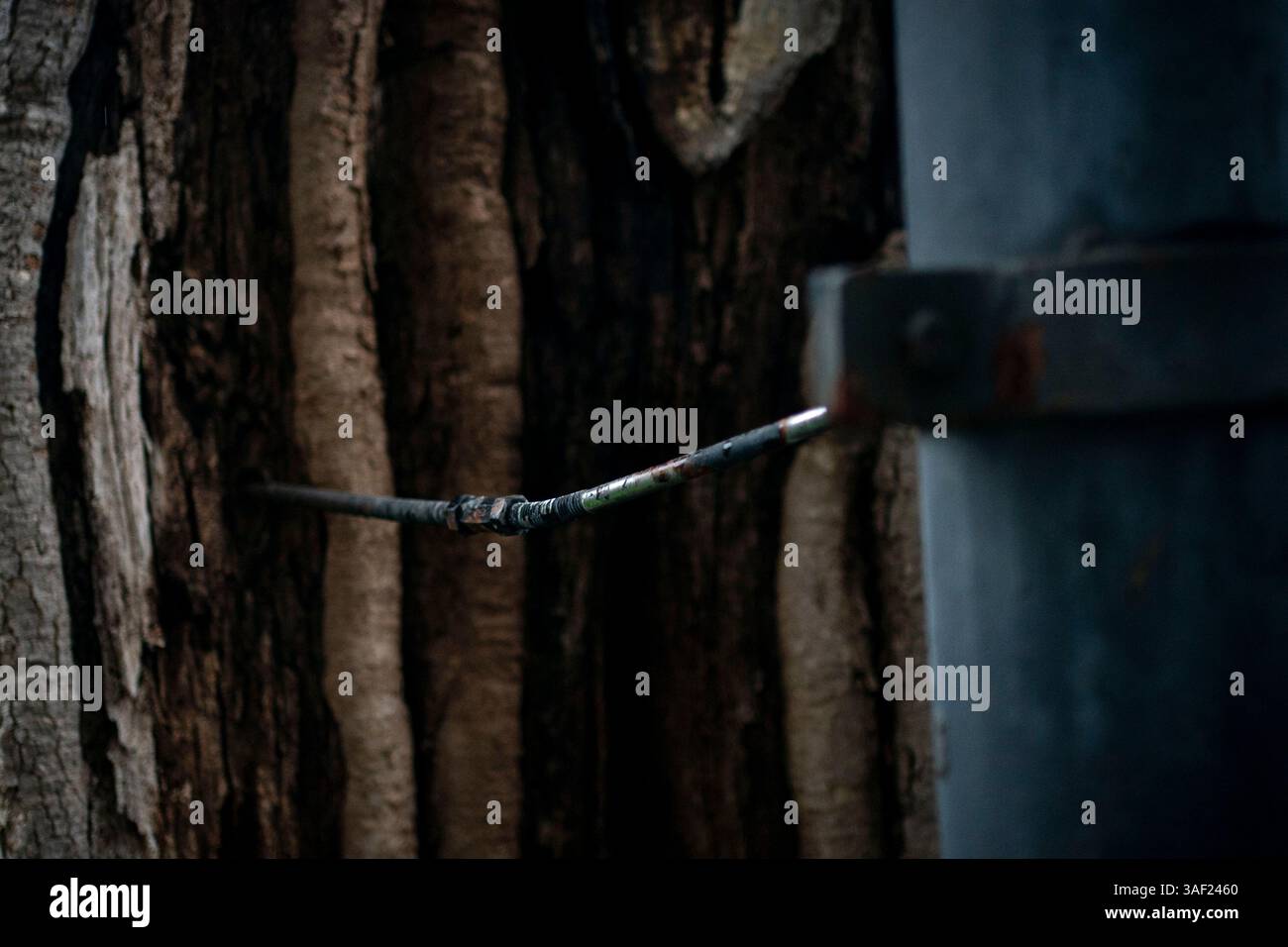 The Andrew Jackson Commemorative Southern Magnolia Tree is seen on the ...