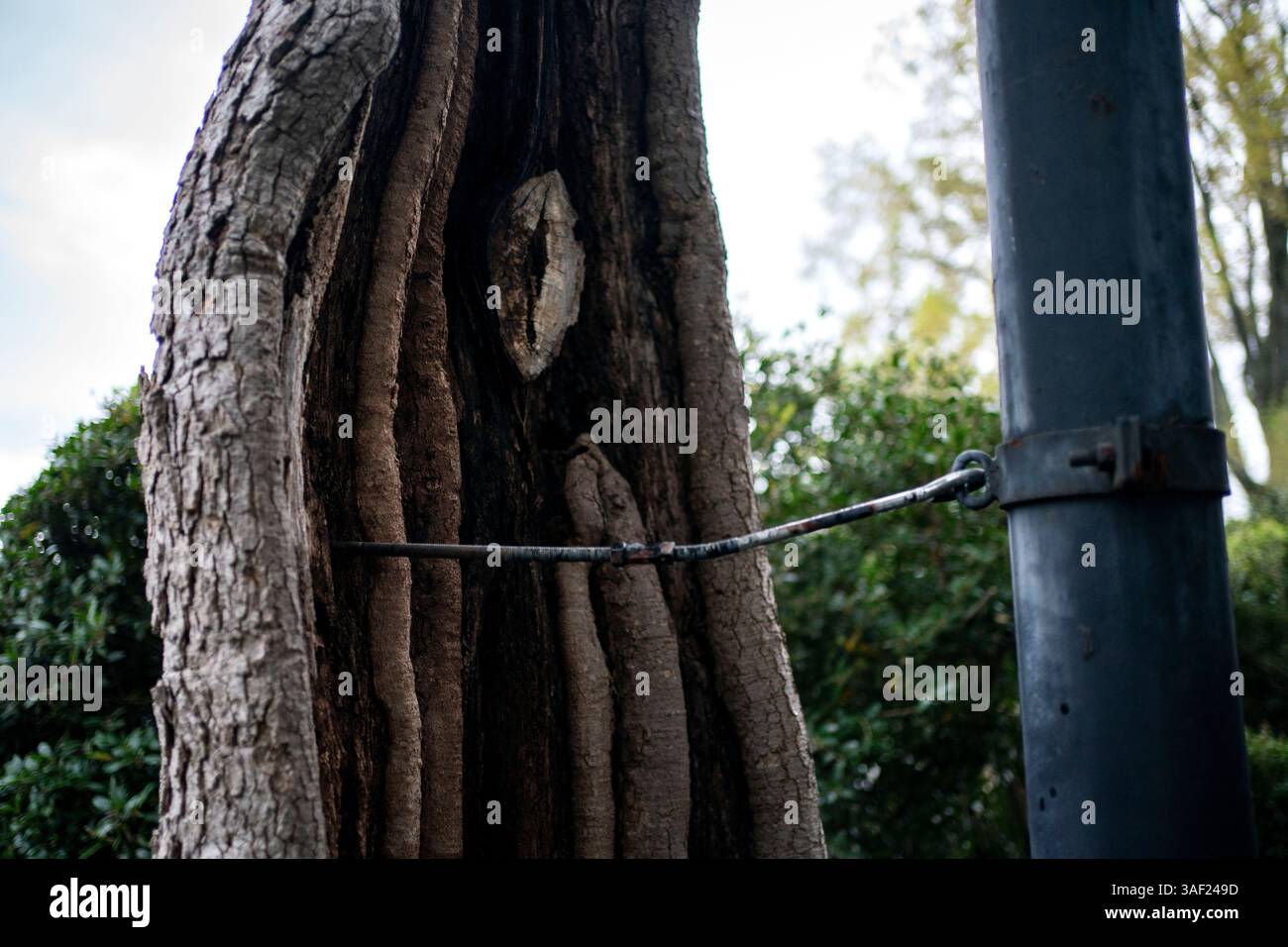 The Andrew Jackson Commemorative Southern Magnolia Tree is seen on the ...