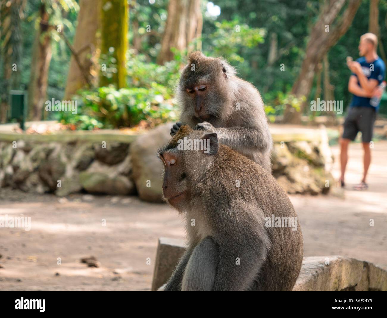 Long-tailed Macaques Grooming in Ubud Monkey Forest, Bali Stock Photo - Alamy